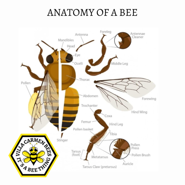 Anatomy of a Honey Bee - Villa Carmen Bees