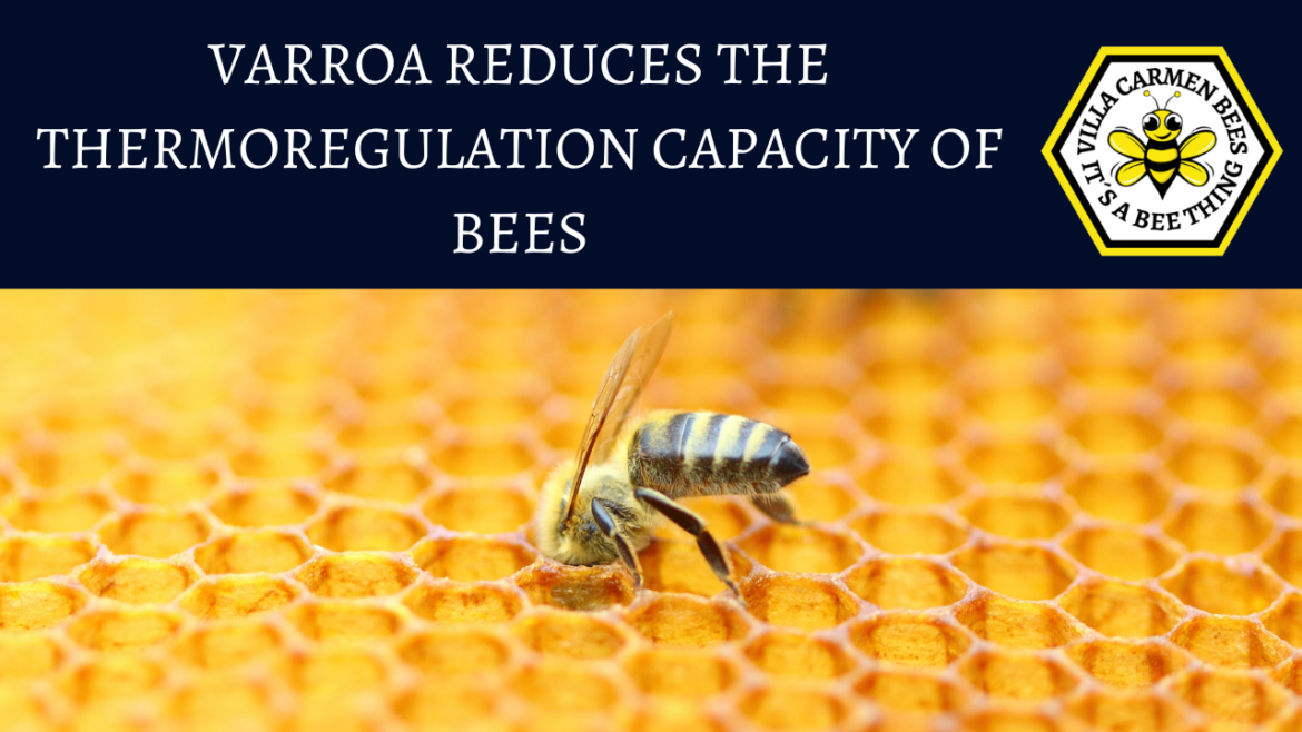 VARROA REDUCES THE THERMOREGULATION CAPACITY OF BEES - Villa Carmen Bees